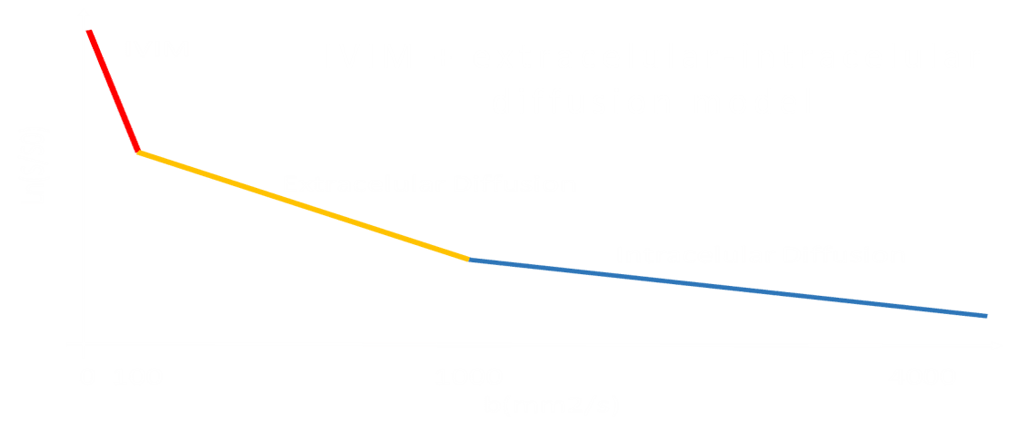 Difusión en Resonancia Magnética: Avances y Aplicaciones
